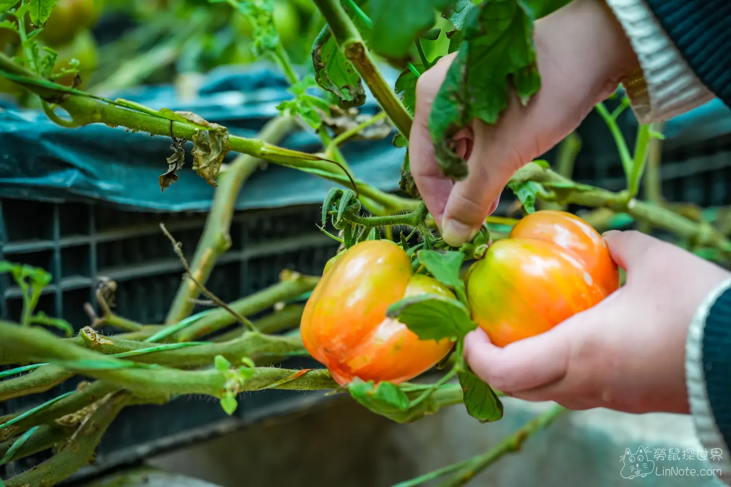 【新竹關西】金勇番茄農場｜番茄聯合國，還可以摘草莓，搗麻糬 – 勞鼠探世界