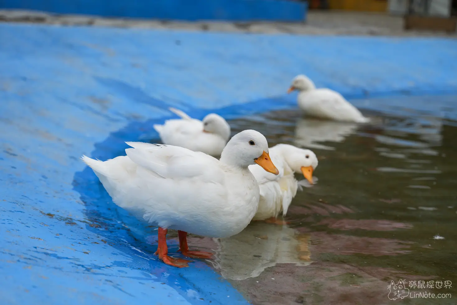 南投夢谷瀑布親子農場一日遊｜瀑布美景+互動動物+戲水設施，親子景點推薦 – 勞鼠探世界