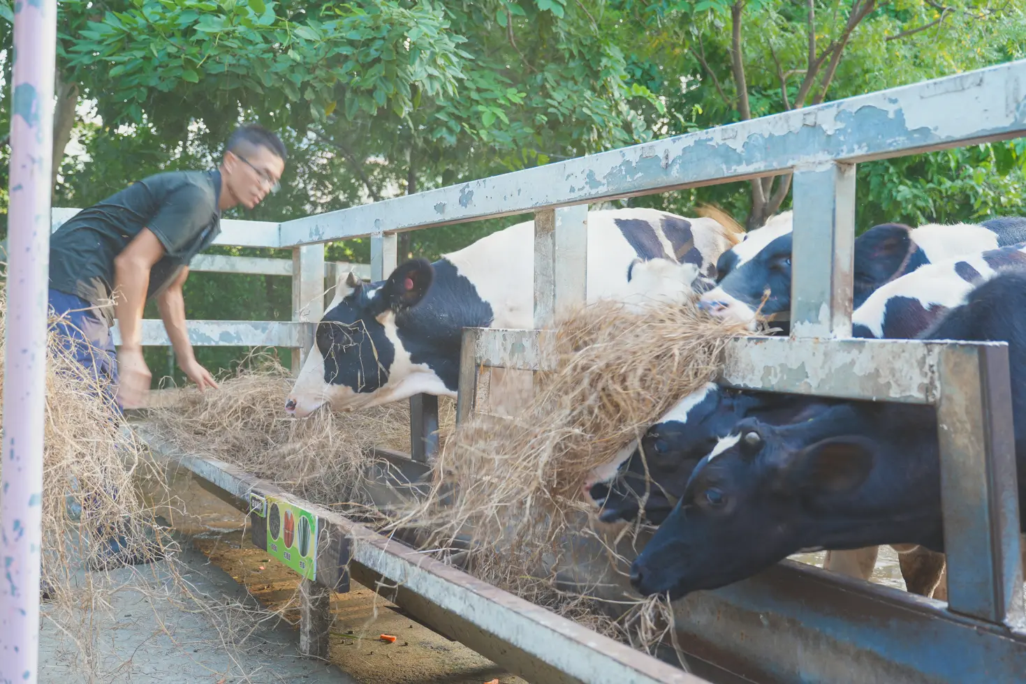 【台南親子景點】樹谷農場一日遊攻略｜門票、餵動物、交通、遊戲場全整理！ – 勞鼠探世界