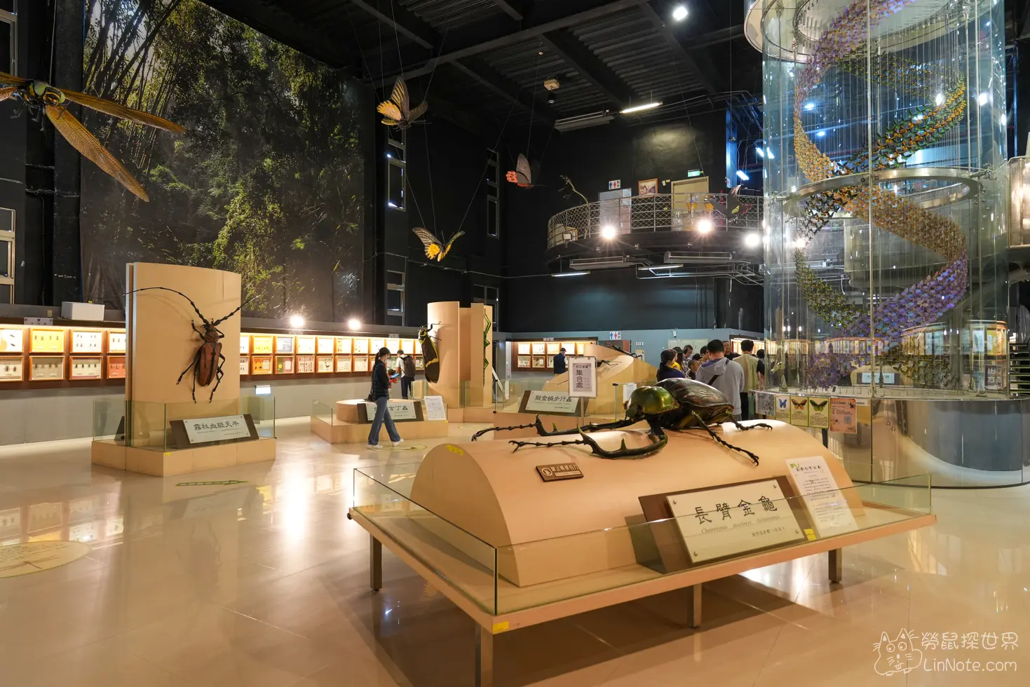 【嘉大昆蟲館攻略】嘉義親子室內景點推薦｜活體昆蟲體驗＋彩蝶柱＋蝴蝶溫室一次玩透！ – 勞鼠探世界